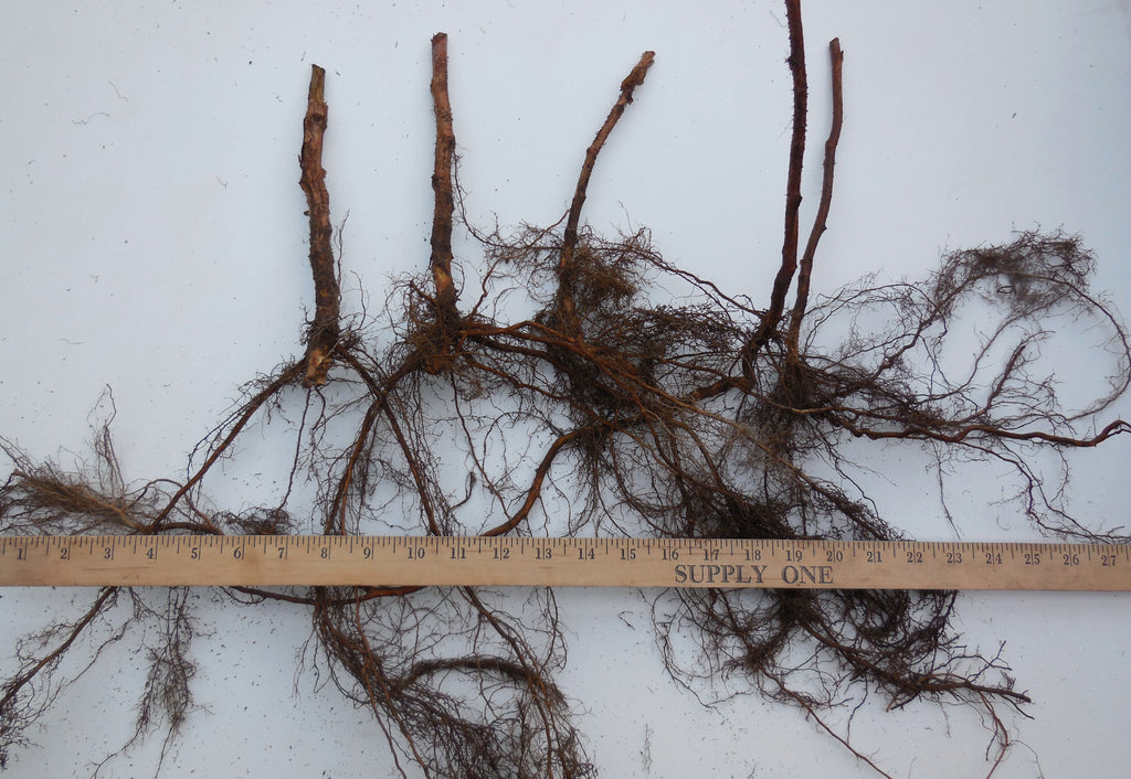 Boyne Early Season Red Raspberry -2 Year Old Bare Root Canes- Free Shi ... Boyne Early Season Red Raspberry -2 Year Old Bare Root Canes- Free Shi ...