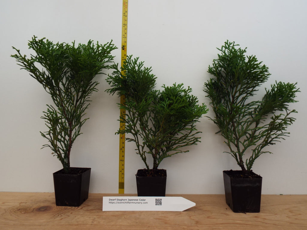 Dwarf Staghorn Cedar (Thujopsis dolobrata, 'Nana') - Landscape or Bons ...