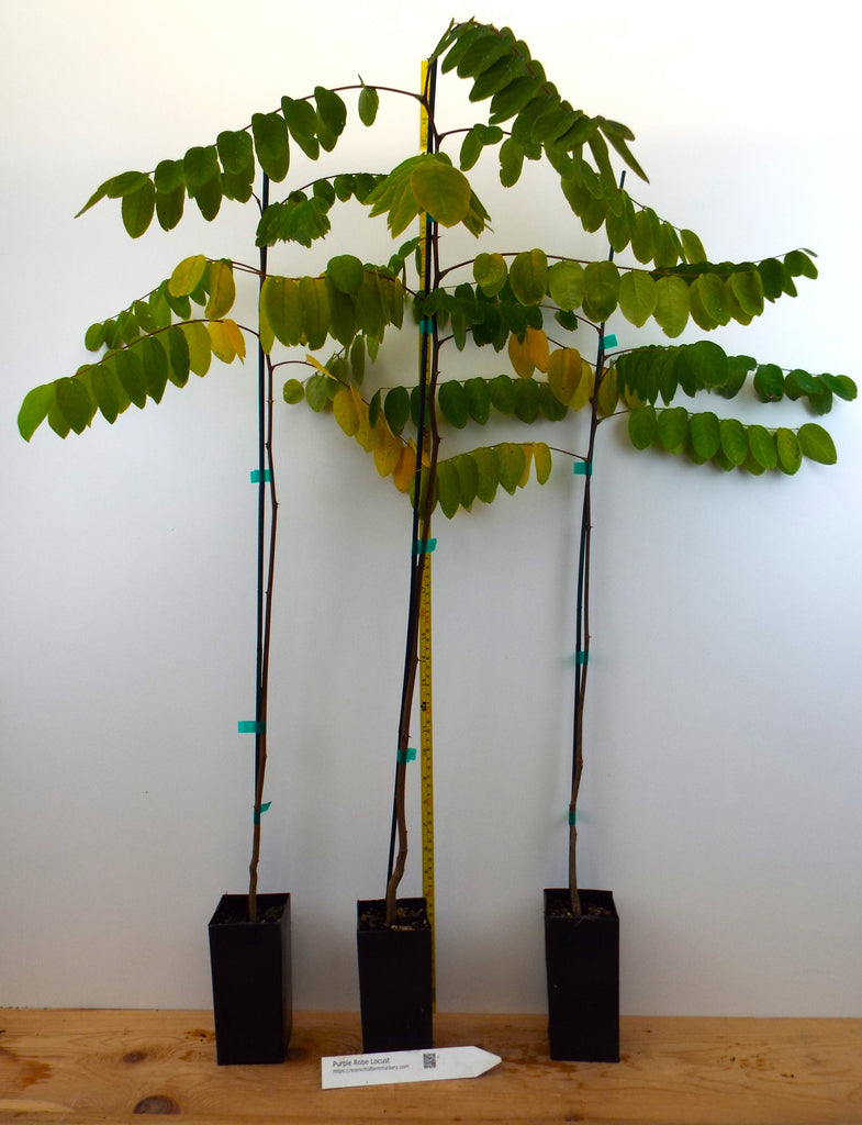 Purple Robe Locust - Potted Trees- 2 Sizes - pink-purple, wisteria-lik ...