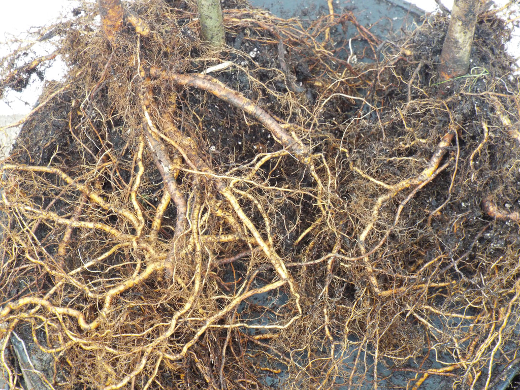 Quaking Aspen Trees (Populus tremuloides) Bare Root Trees - 36-42 Inch ...