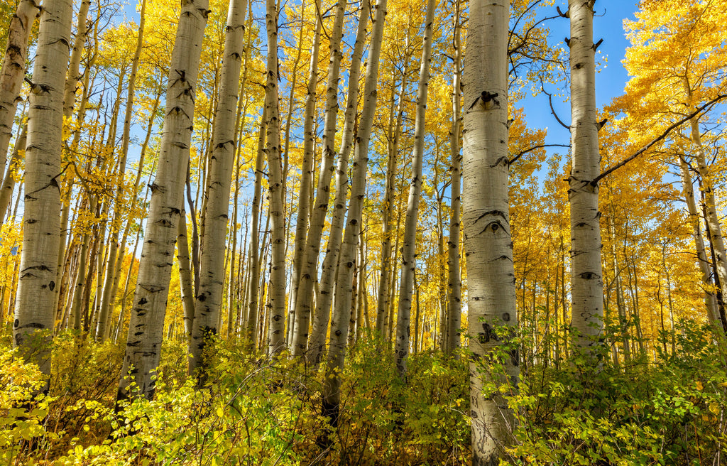 Quaking Aspen Trees (Populus tremuloides) Bare Root Trees - 50-60 Inch ...