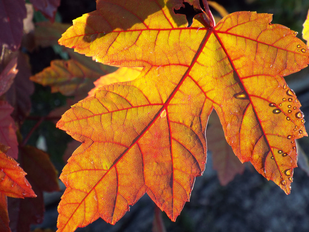 Autumn Blaze Maple – Acer x freemanii ‘Jeffersred’ – Scenic Hill Farm ...