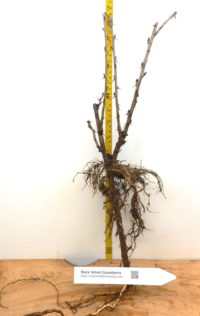 2 year Large Bare root Gooseberry, Currant and Josta - 13 varieties ...