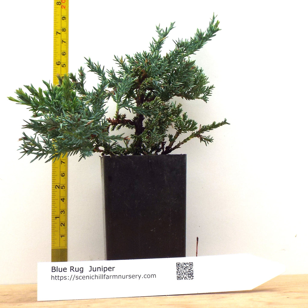 Blue Rug Juniper - Juniperus horizontalis 'Wiltonii' – Scenic Hill Farm ...