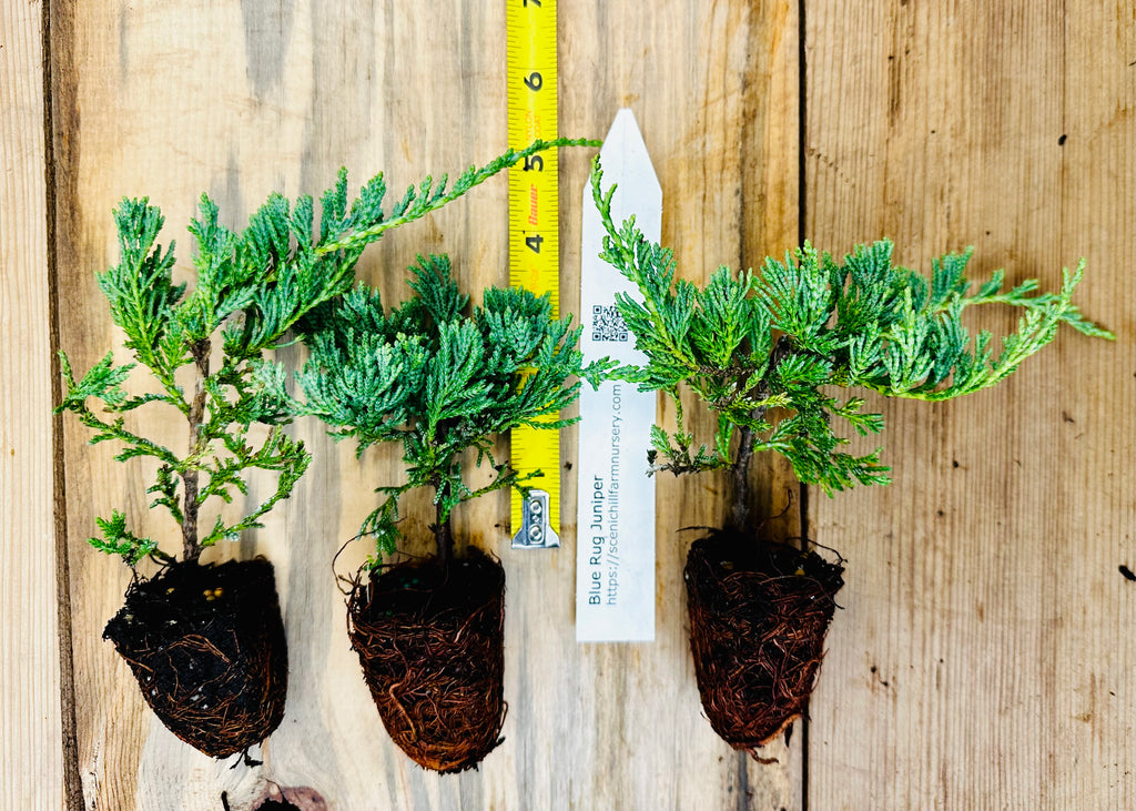 Blue Rug Juniper - Juniperus horizontalis 'Wiltonii' – Scenic Hill Farm ...