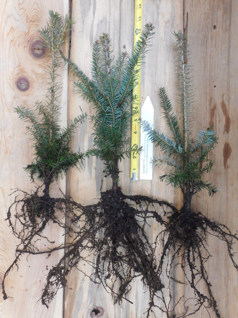 Canaan Fir Trees, C- Abies balsamea var. phanerolepis – Scenic Hill ...
