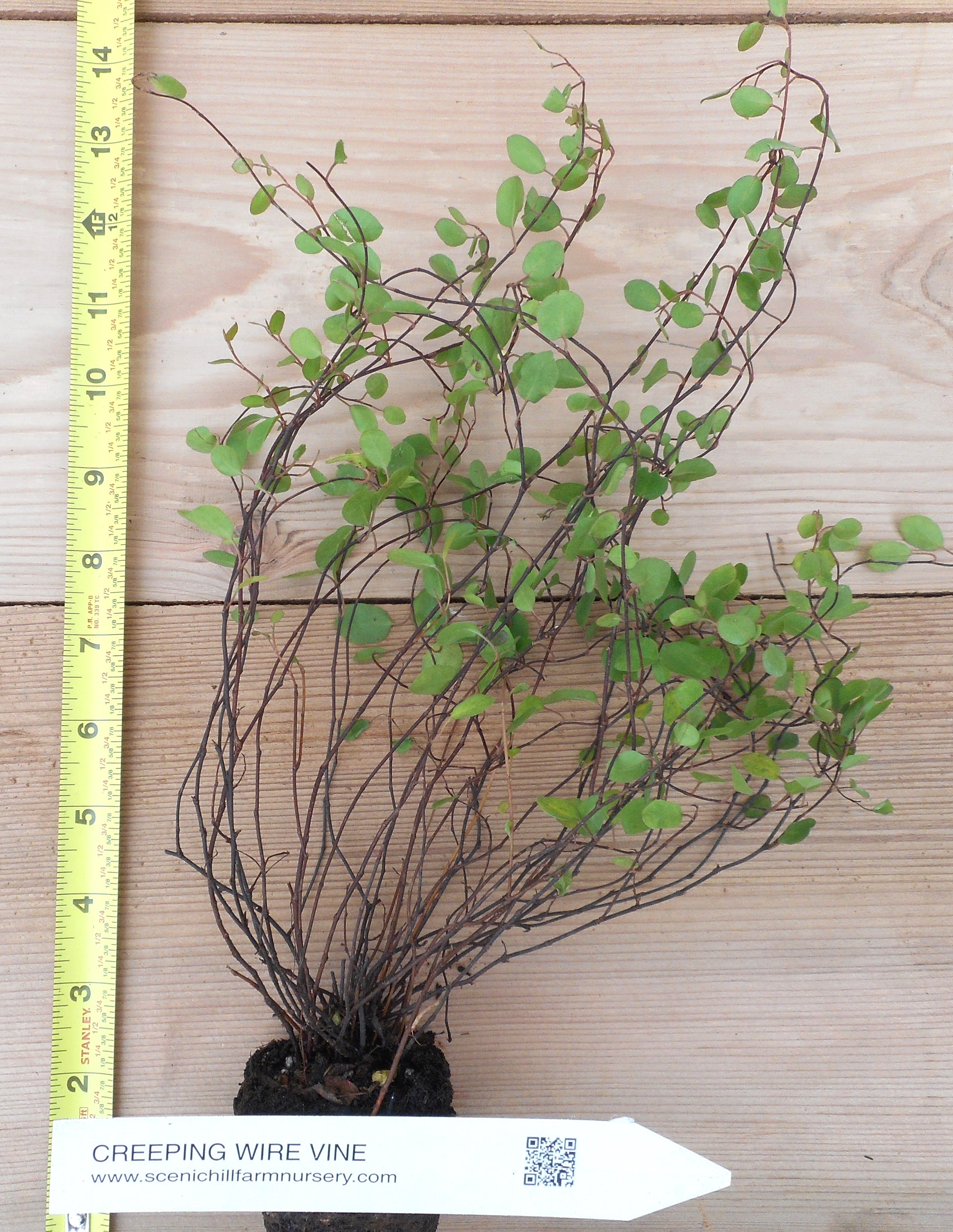 Creeping Wire Vine Ground Cover Muehlenbeckia Axillaris (Nana) Zone
