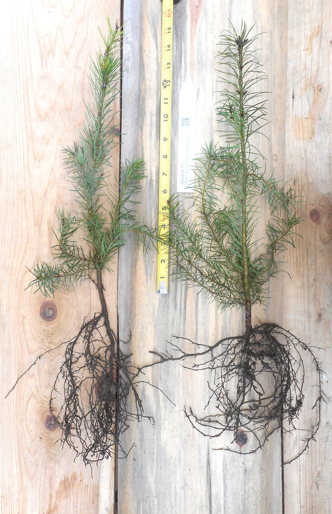 Douglas Fir Tree seedlings- Pacific Coast / Willamete Valley seed sour ...