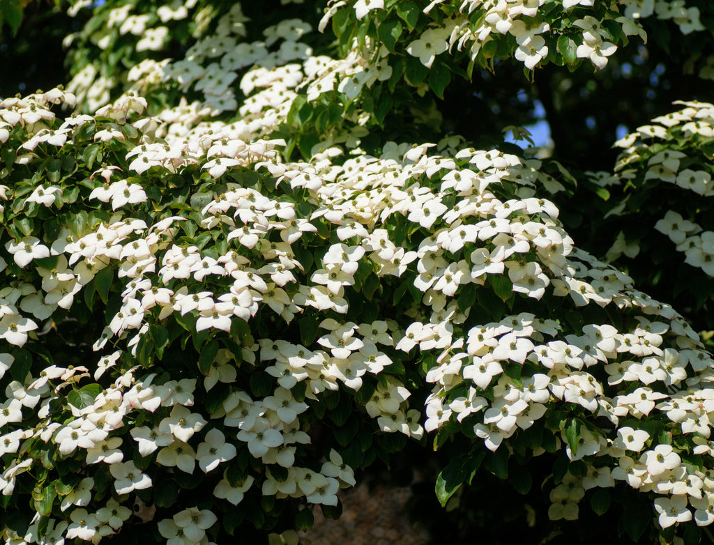 Florida Flowering Dogwood (Cornus florida) - Early Spring White Flower ...