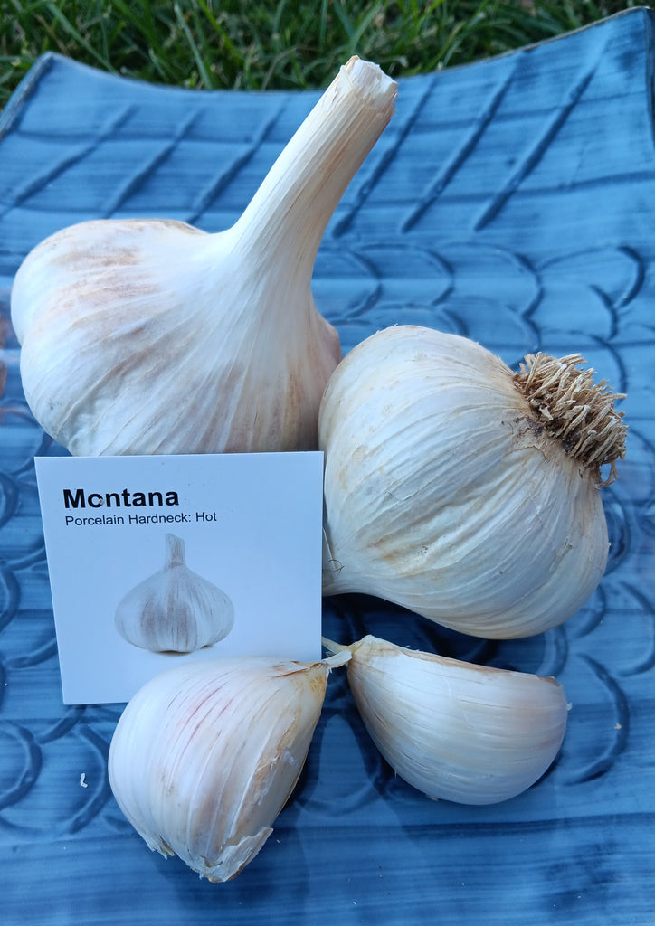 Garlic - 11 varieties - By the Bulb or by the Clove - Certified Diseas ...