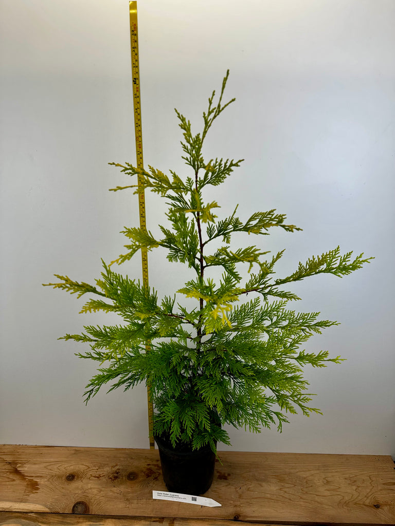 Gold Rider Leyland Cypress – Scenic Hill Farm Nursery