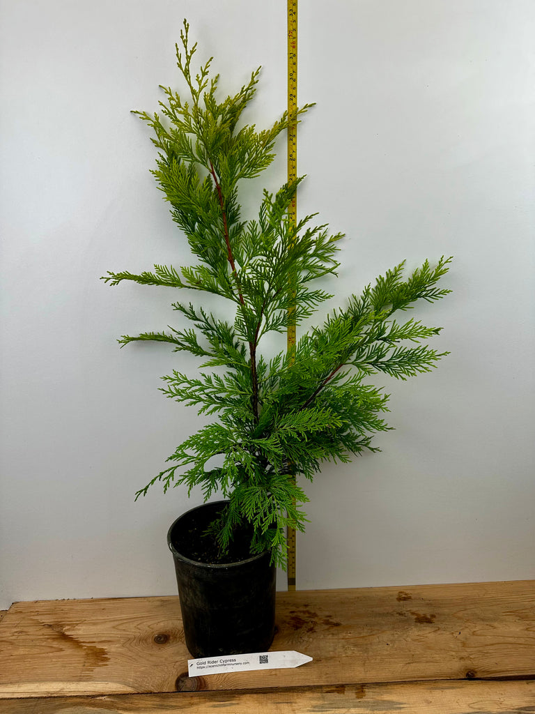 Gold Rider Leyland Cypress – Scenic Hill Farm Nursery
