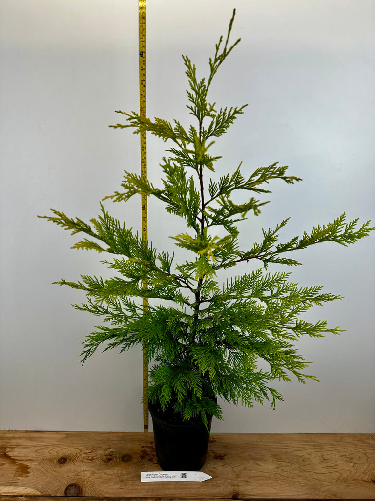 Gold Rider Leyland Cypress – Scenic Hill Farm Nursery