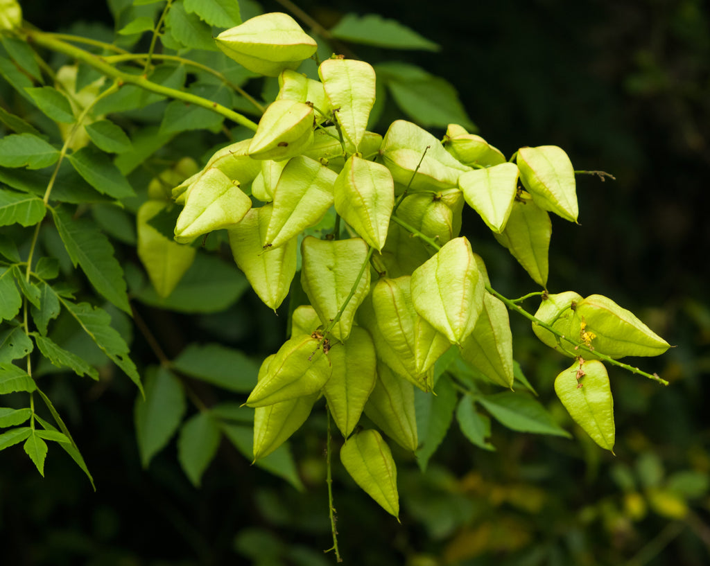 Golden Rain Tree (Koelreuteria paniculata)- Bright Yellow Flowers in S ...