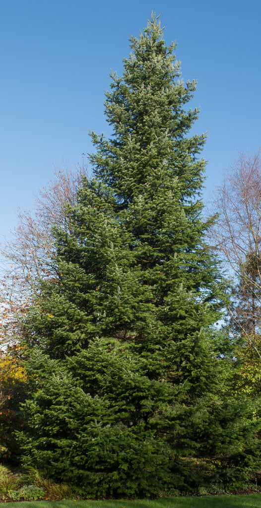 Grand Fir - 2 Year Bare Root -8-14 inches tall(Abies grandis) - Landsc ...