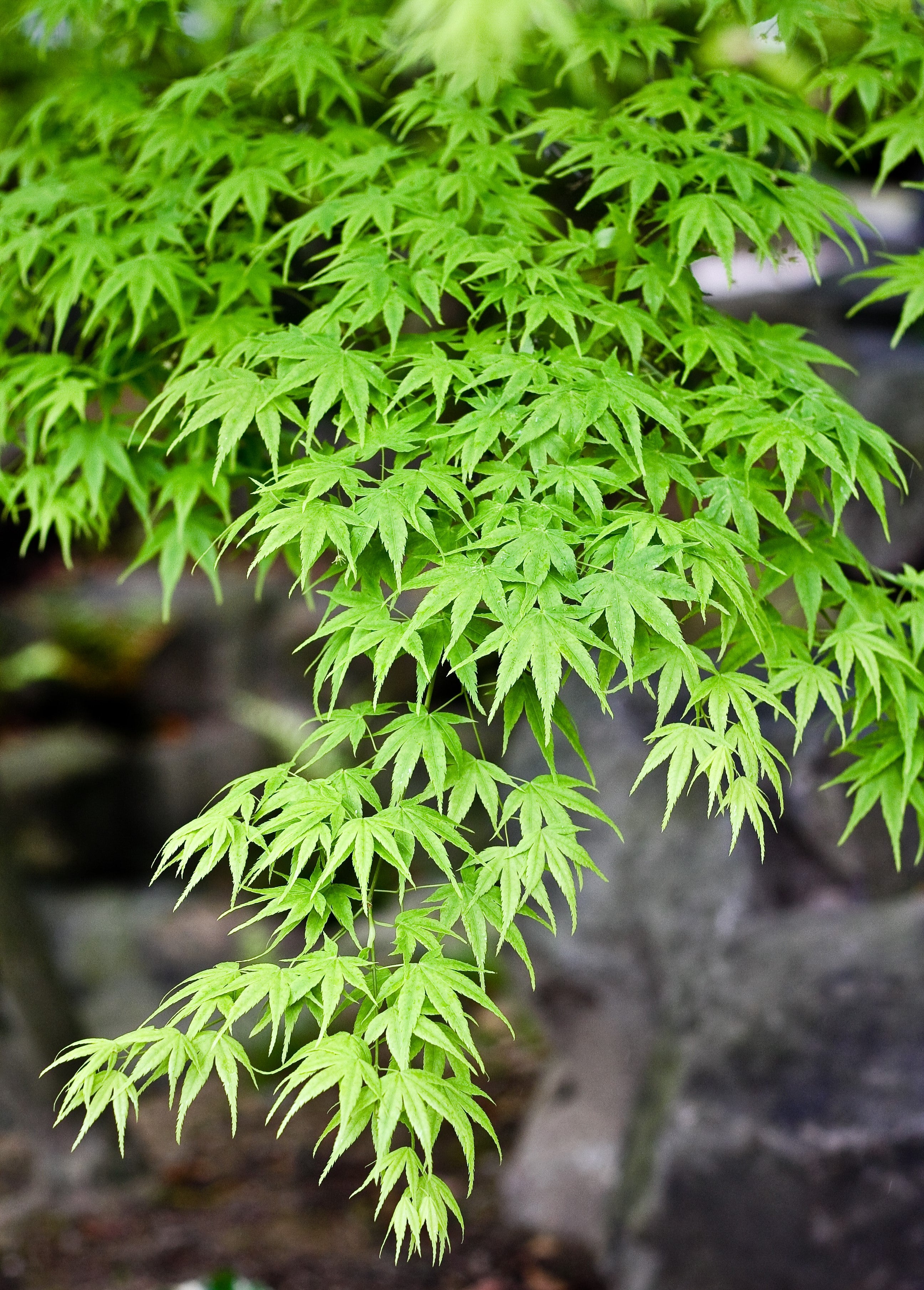 Japanese Maple Tree
