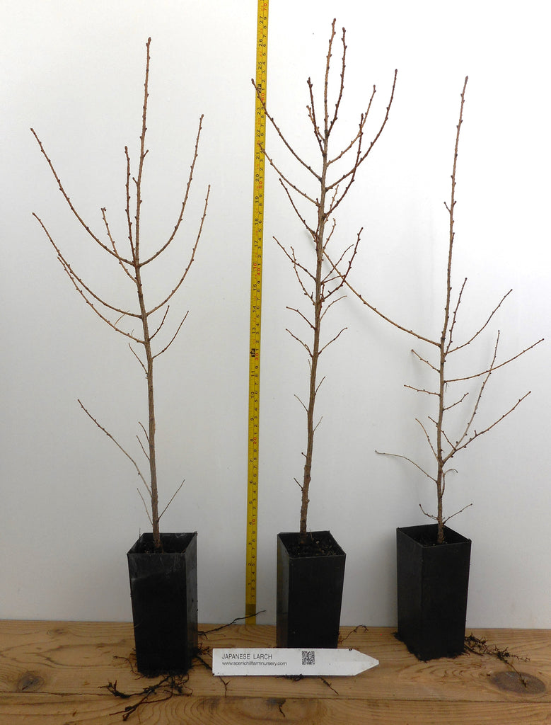 Japanese Larch (Larix kaempferi) - Potted - Bonsai or Landscape ...