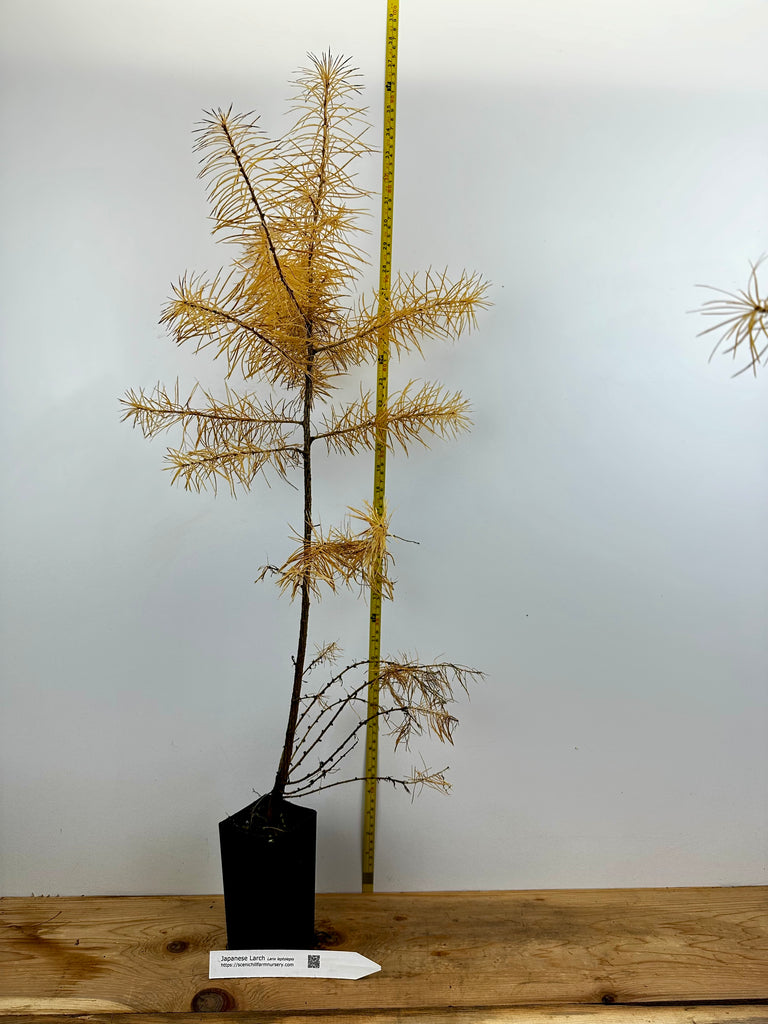 Japanese Larch (Larix kaempferi) - Potted - Bonsai or Landscape ...