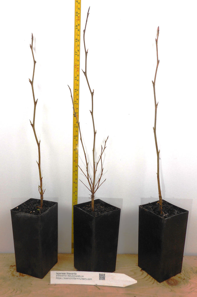 Japanese Stewartia - Camellia-Like White Flowers - Exfoliating Bark ...