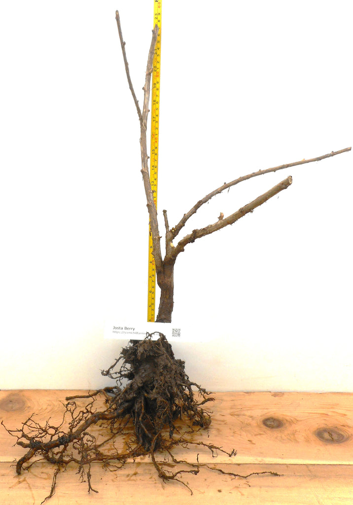 2 year Large Bare root Gooseberry, Currant and Josta - 13 varieties ...