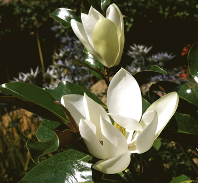 'Kay Parris' Evergreen Southern Magnolia. 20-28 inch tall - Very fragr ...
