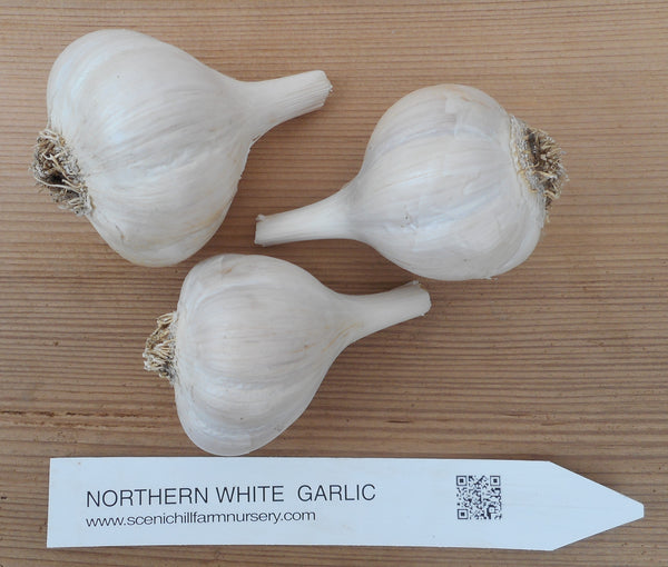 Northern White Garlic Bulbs - premium porcelain rose tinted hardneck v ...