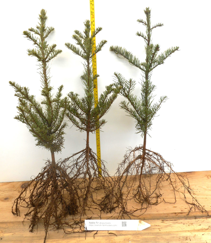 Noble Fir Seedlings - Abies procera- Potted 1 Year, Potted 3 year, and ...
