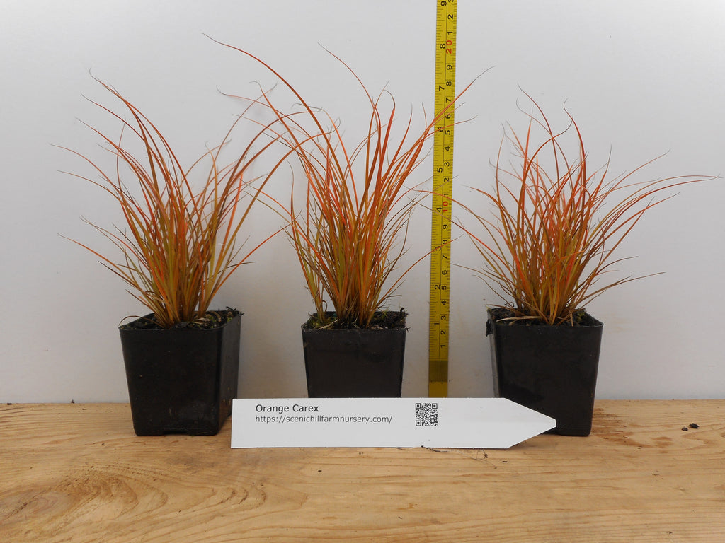 Orange New Zealand Sedge -Carex testacea - Ornamental Grass -Versatile ...