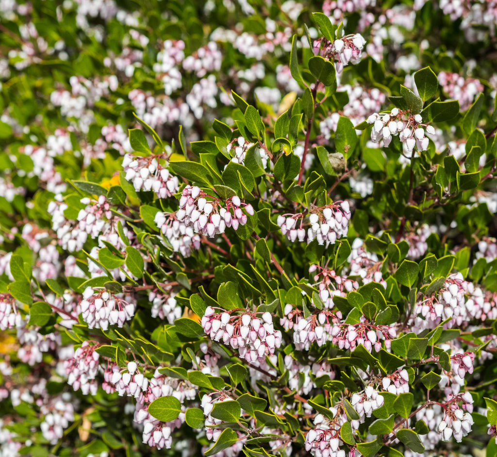 Manzanita - Pacific Mist -Ground Cover, Pre-Bonsai, or Native Garden ...