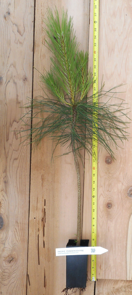 Ponderosa Pine - 3 Year Old Trees- Pacific sub species- For Landscape ...