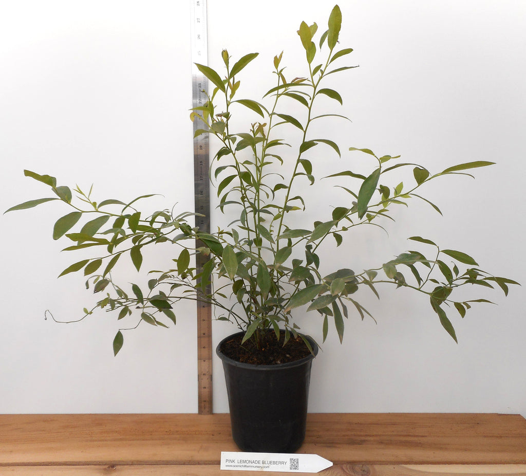 Pink Lemonade- 3 Year Old Large Gallon Containers – Scenic Hill Farm ...