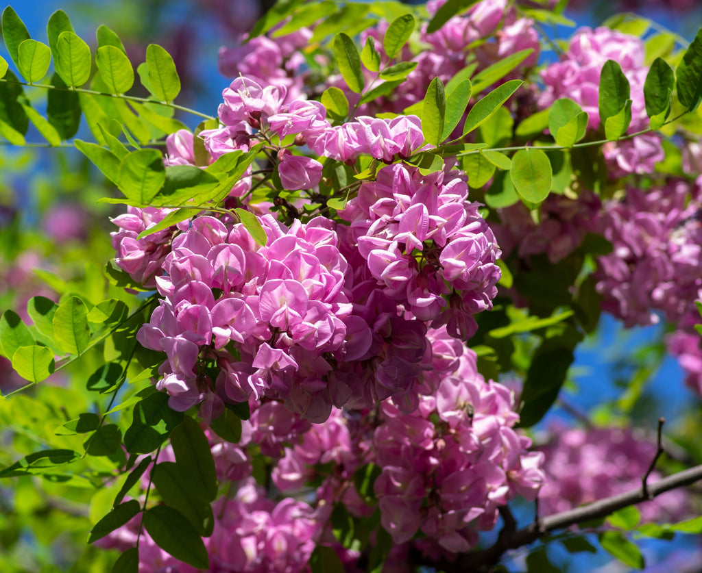 Purple Robe Locust - Potted Trees- 2 Sizes - pink-purple, wisteria-lik ...