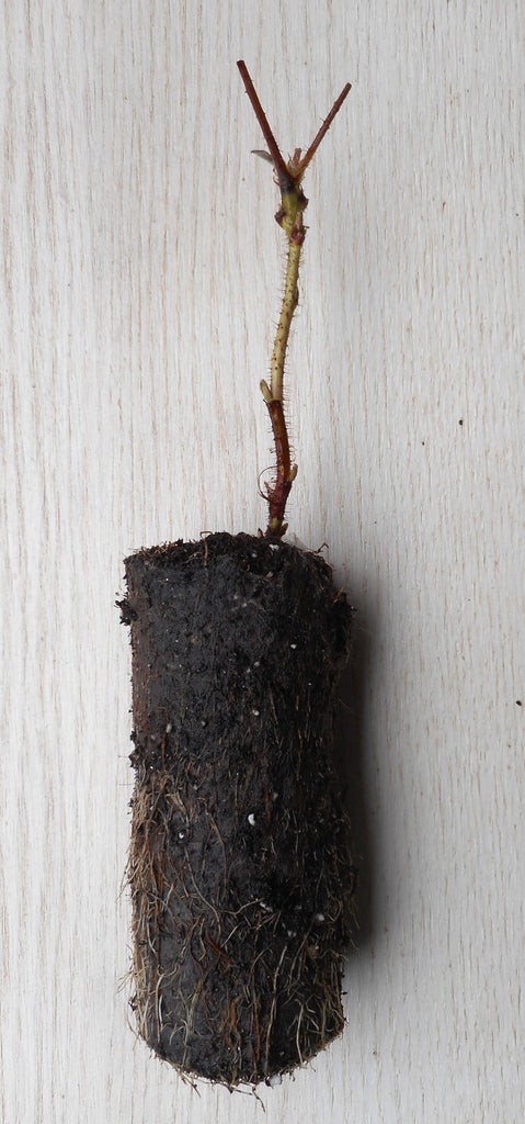 Potted Royalty Purple Raspberry Plants - Scenic Hill Farm Nursery