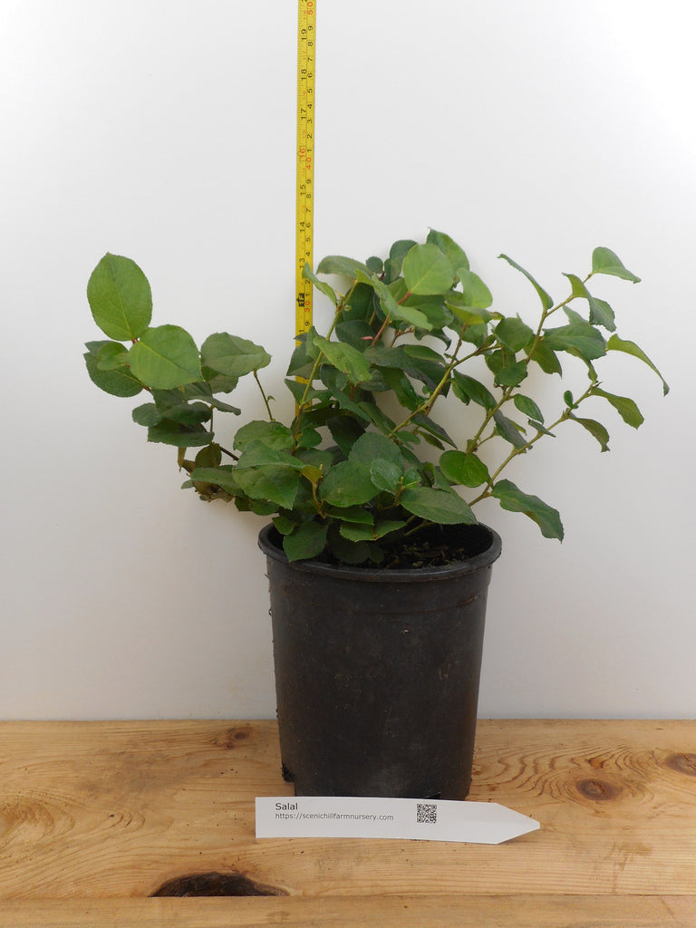 Salal - Gaultheria shallon - Lg Gallon Container - Ground Cover, Erosi ...