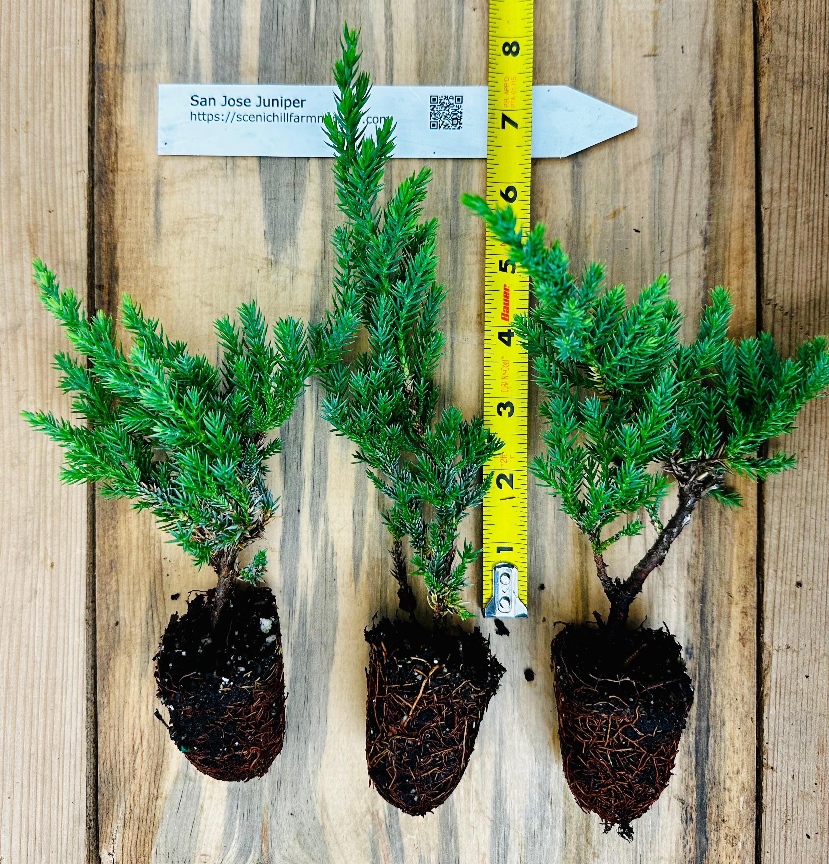 Types Of Juniper Trees