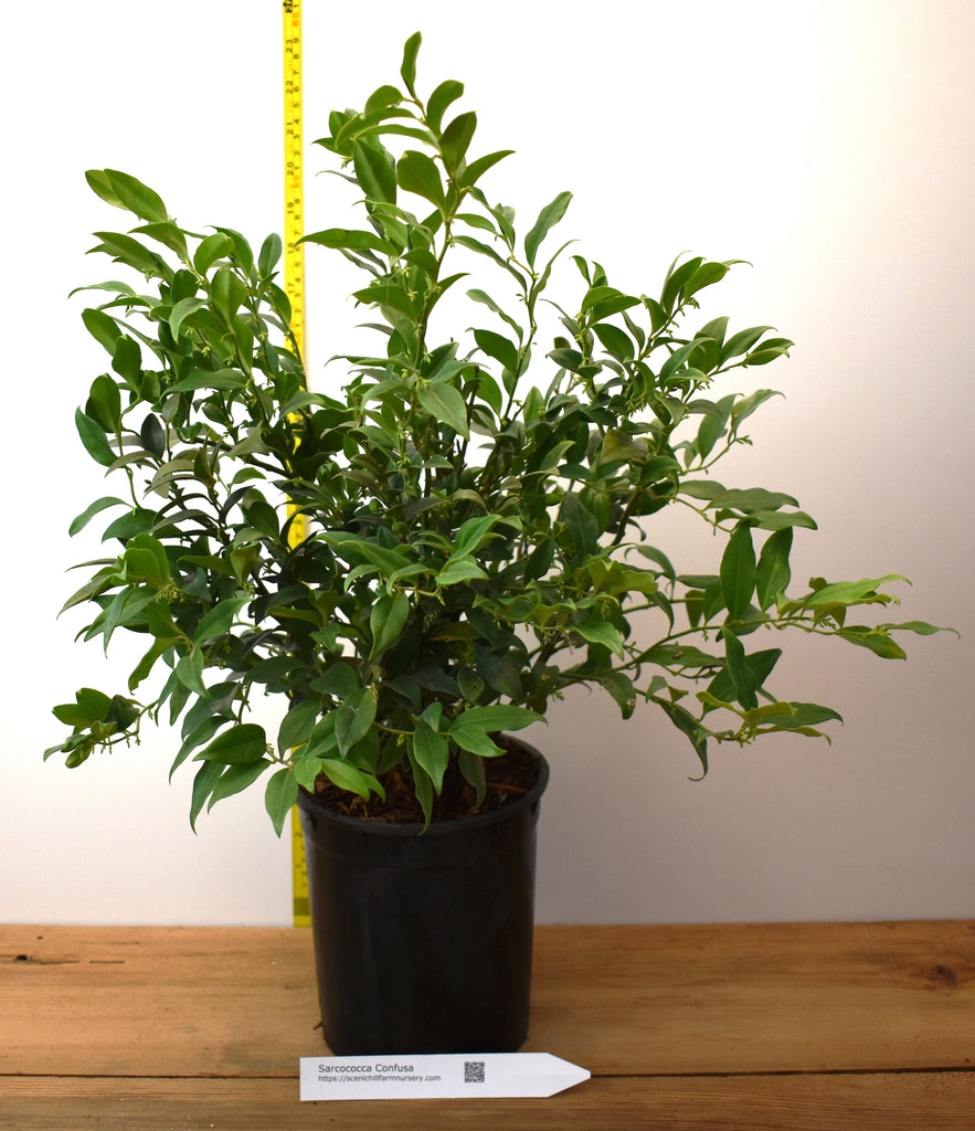 Sarcococca confusa - Fragrant Sarcococca, Sweet Box - Large Gallons ...