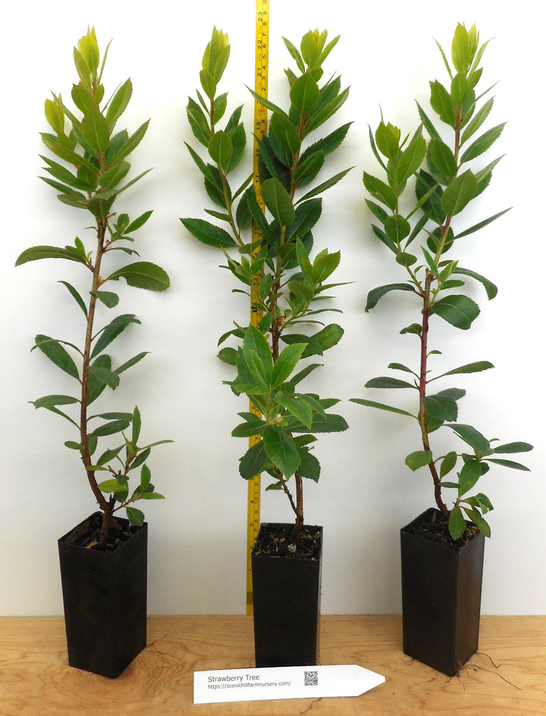 Compact Strawberry Tree (Arbutus unedo 'Compacta') Specimen Tree - Lan ...