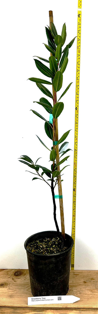 Compact Strawberry Tree - One Gallon (Arbutus unedo 'Compacta ...