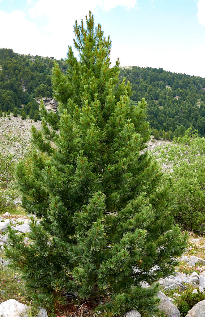 Swiss Stone Pine - Grow your own pine nuts. Landscape Tree Focal Point ...