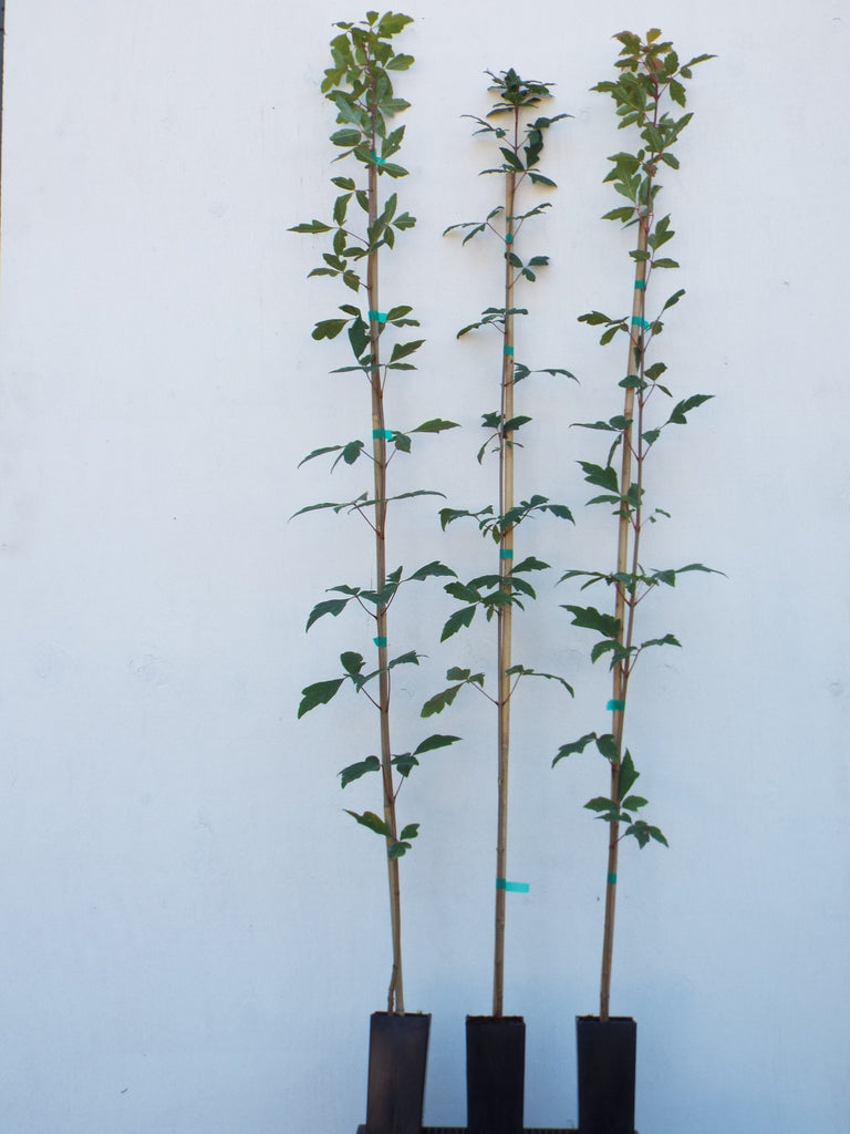 Acer griseum - Paperbark Maple- 26-60 Inches Tall - Cinnamon Reddish/B ...
