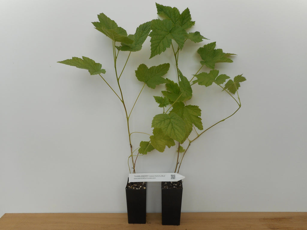 Thimbleberry- Potted Plants- Rubus parviflorus - Native plant - Richer ...
