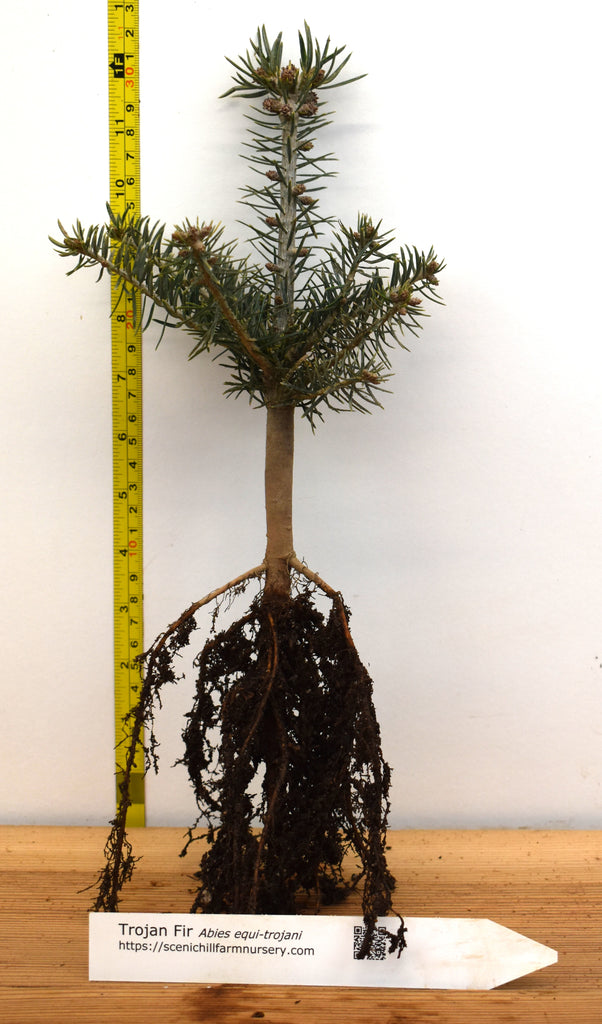 Trojan Fir (Abies nordmanniana subsp. equi-trojani) - Specimen - Chris ...