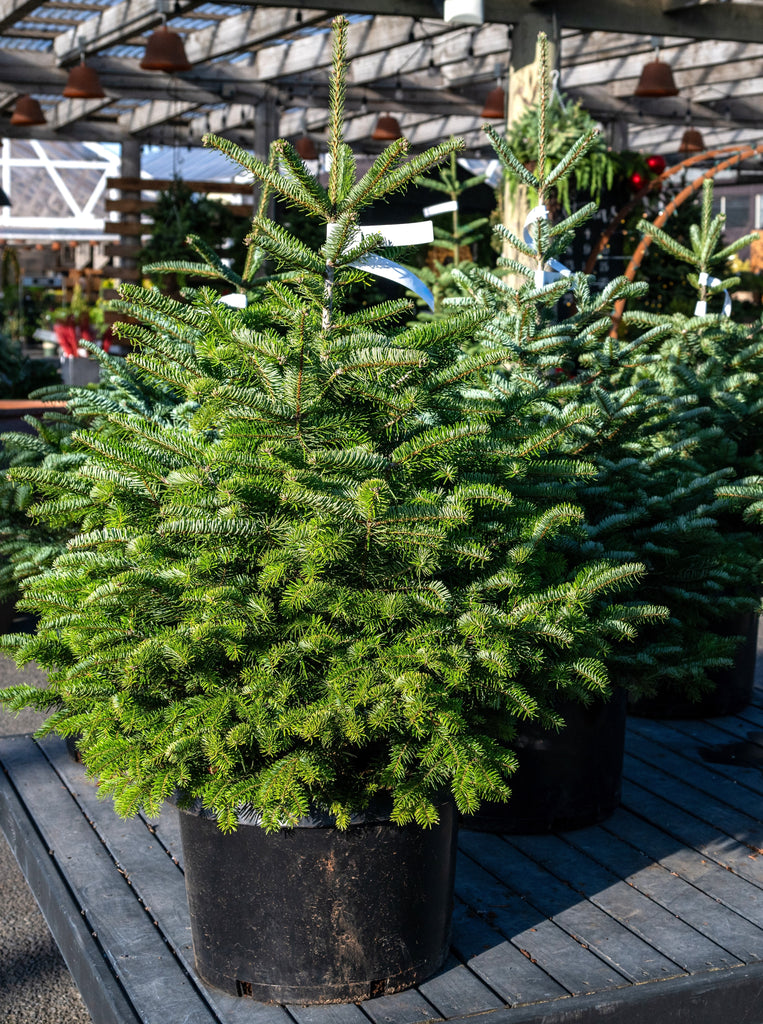 Turkish Fir - 4 YR. Gallon - Specimen, Windbreak or Christmas Tree ...