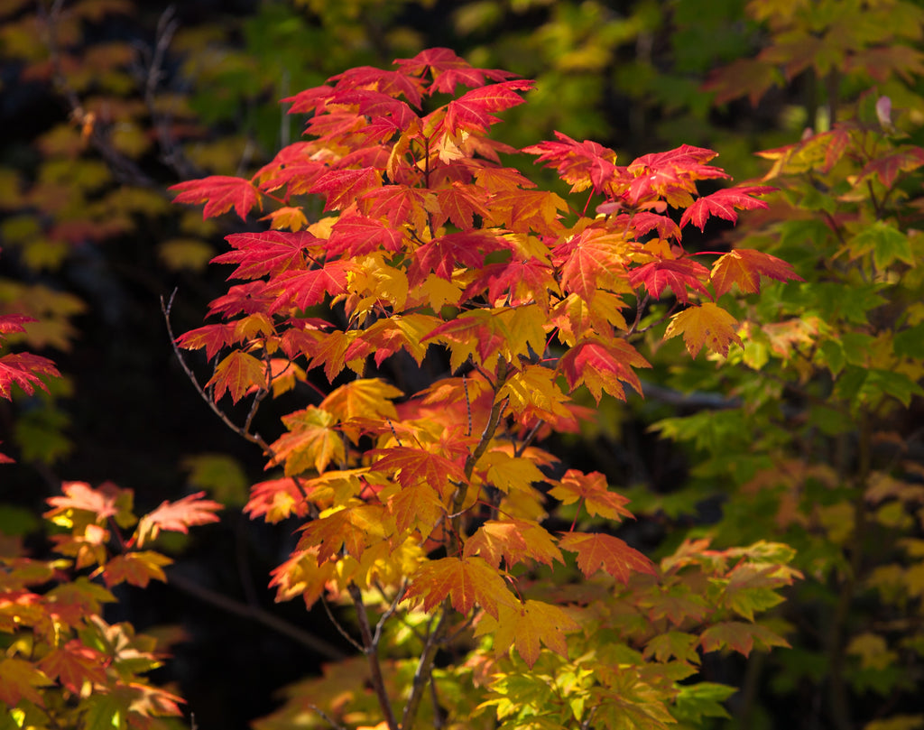Vine Maple - 4-6 Inch Bare Root Trees (Acer circinatum) – Scenic Hill ...