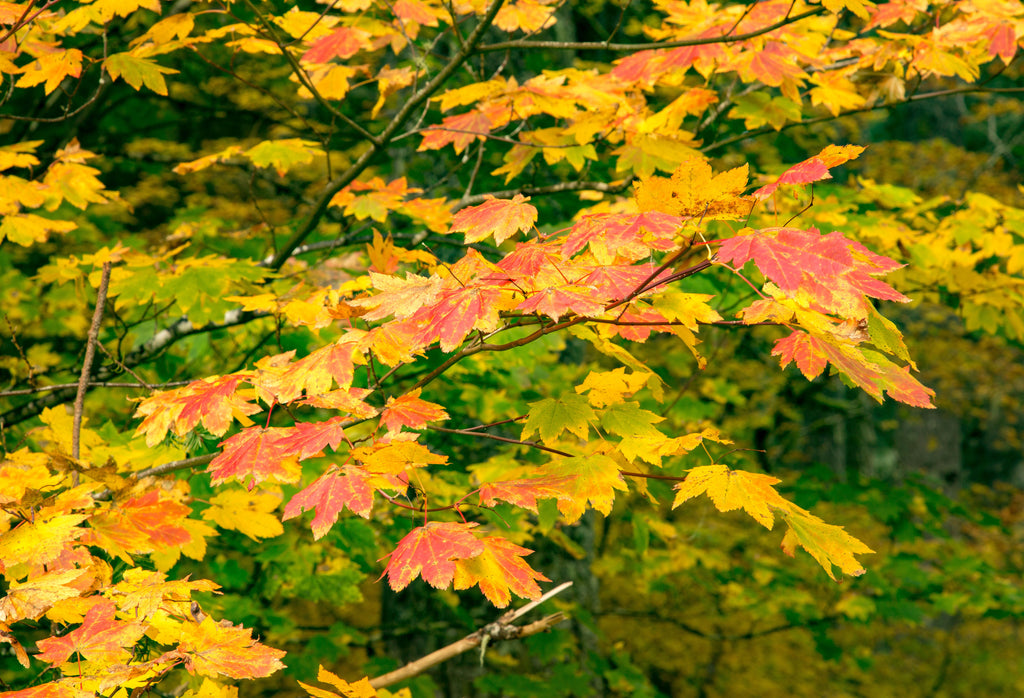 Vine Maple - 12-24 Inch Bare Root Trees (Acer circinatum) – Scenic Hill ...