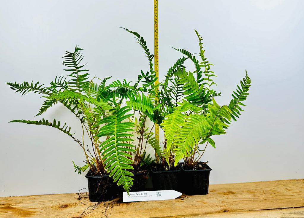 Western Sword Ferns (Polystichum Munitum) - Large 3.5 inch potted plan ...