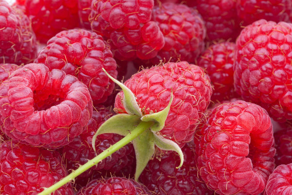 Southern Bababerry Red Raspberry - Everbearing Red Raspberry - Adapted ...