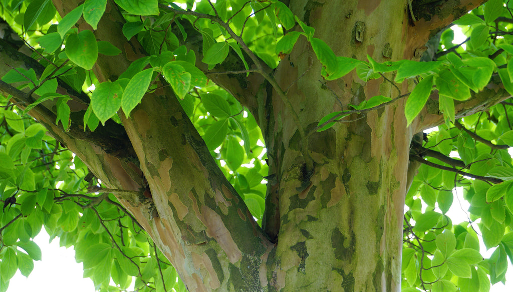 Japanese Stewartia - Camellia-Like White Flowers - Exfoliating Bark ...