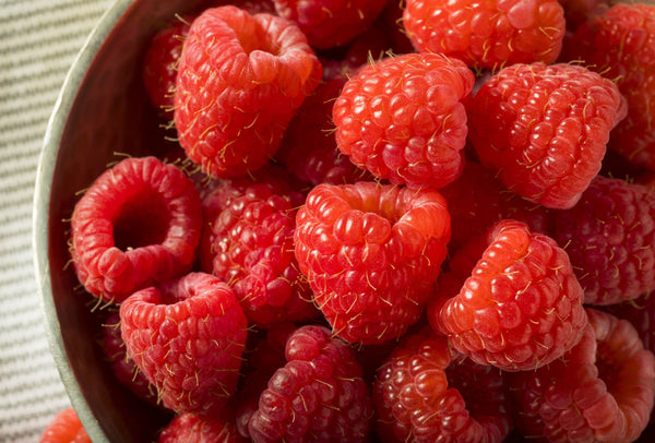 Prelude Early Season Red Raspberry Bare Root Canes - Huge 2 Year ... Prelude Early Season Red Raspberry Bare Root Canes - Huge 2 Year ...