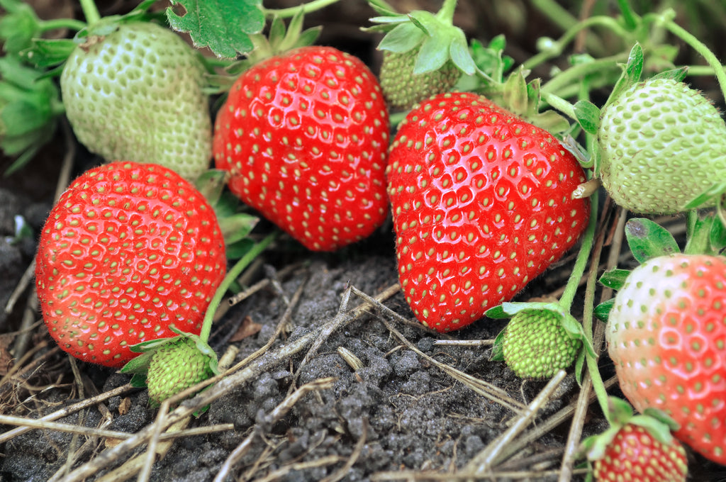 Potted Rainier Strawberry Plants- Great for Home Gardens- Easy to Grow ...